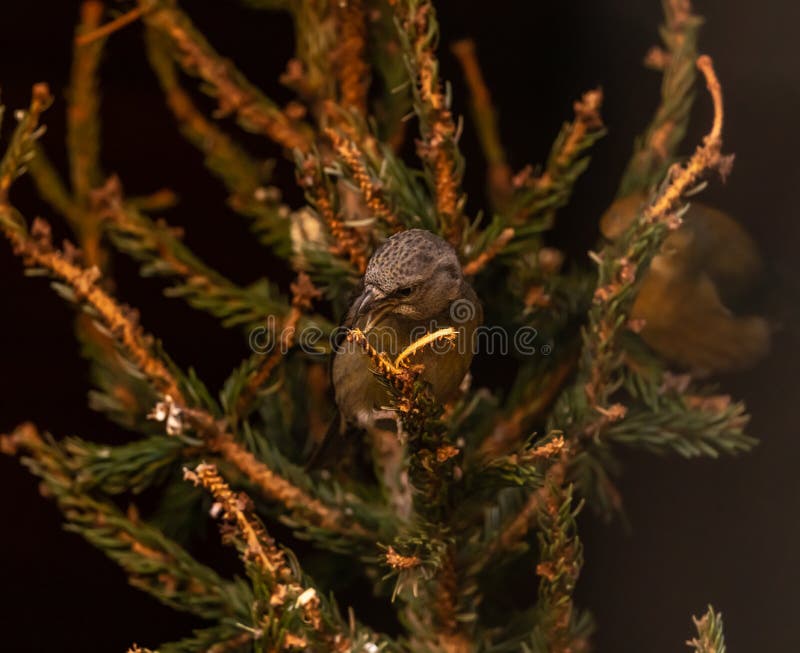 Crossbill on a Spruce Branch Stock Photo - Image of bill, avian: 165648298