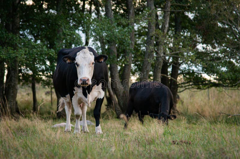 Crossbred Beef Cow on a Field Stock Photo - Image of cute, domestic ...