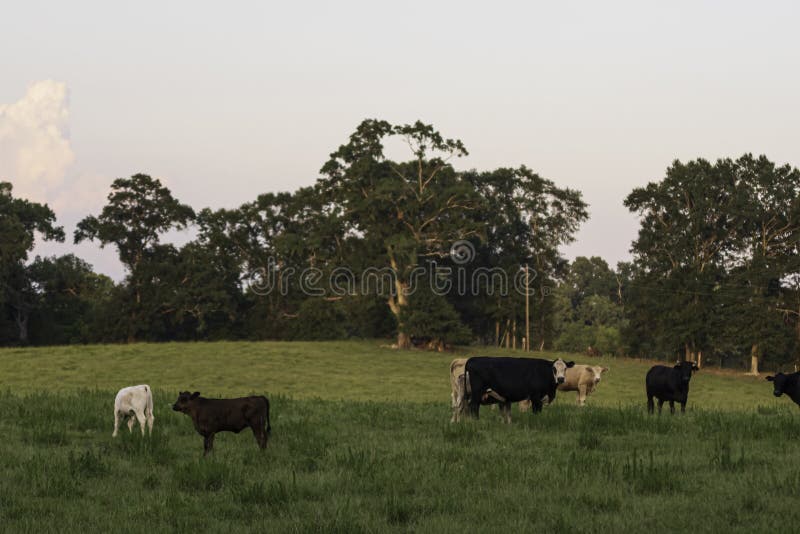 Crossbred Beef Cows and Calves in Summer Pasture Stock Photo - Image of ...