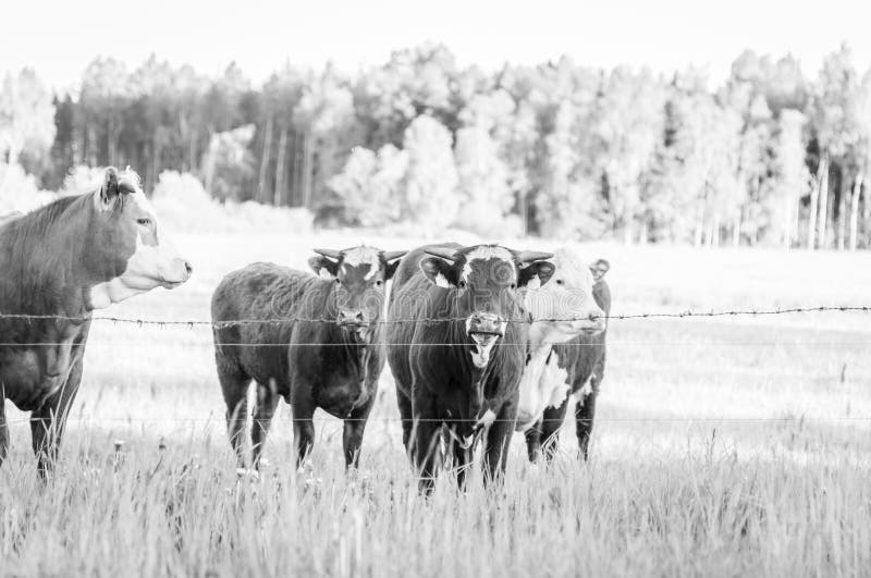 Crossbred Beef Heifers on a Field Stock Photo - Image of bulls ...