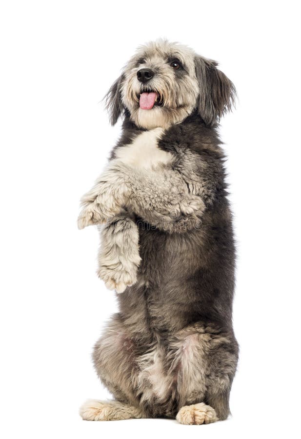 468 Dog Standing Up Hind Legs Stock Photos - Free & Royalty-Free Stock ...