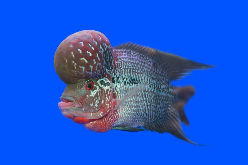 148 Crossbreed Fish Photos - Free & Royalty-Free Stock Photos from ...