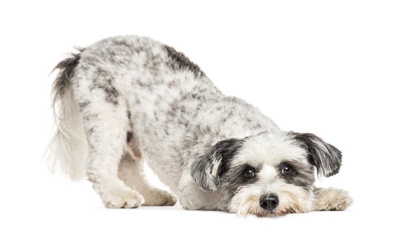 6,759 Bowing Stock Photos - Free & Royalty-Free Stock Photos from ...