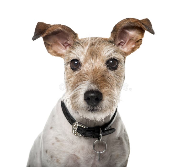 Crossbreed Dog Isolated on White Stock Photo - Image of vertebrate ...