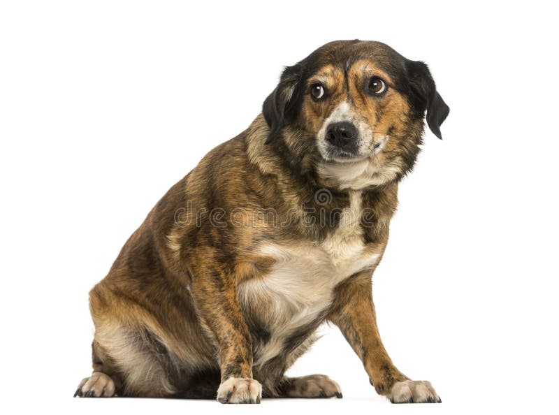 Crossbreed Dog Sitting, Looking Intimidated, Isolated Stock Photo ...