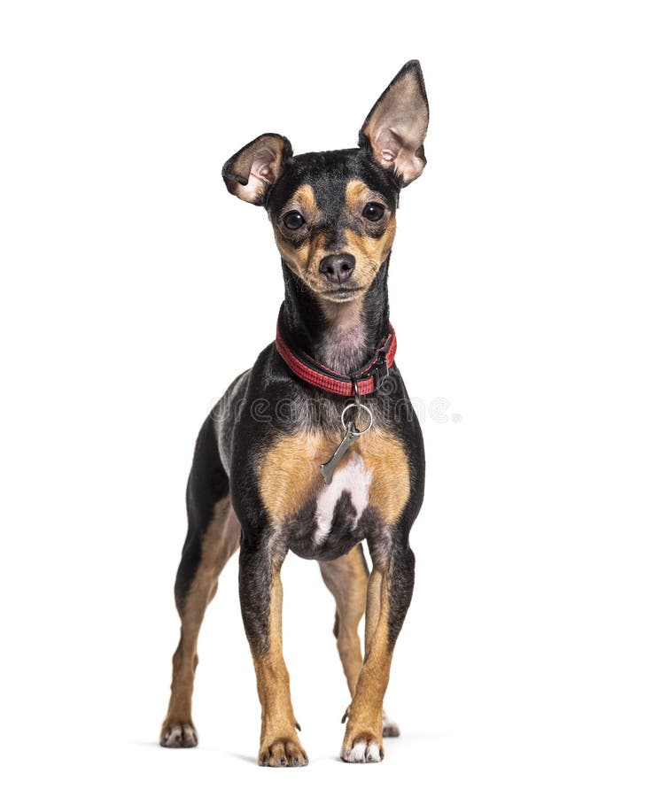 Crossbreed Dog Wearing a Red Collar, Isolated Stock Photo - Image of ...