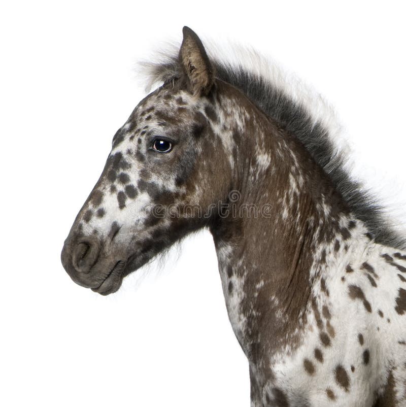Spotted Friesian Horse Stock Photos - Free & Royalty-Free Stock Photos ...