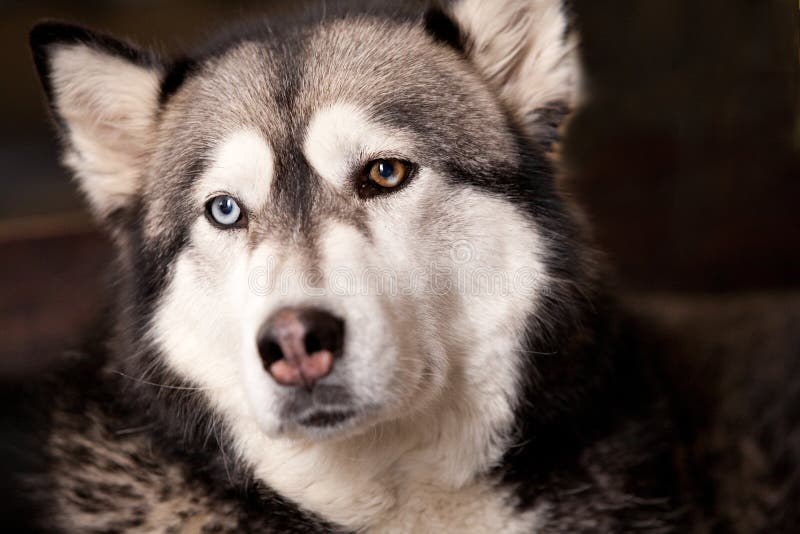 Crossbreed husky malamut stock photo. Image of domestic - 7681184