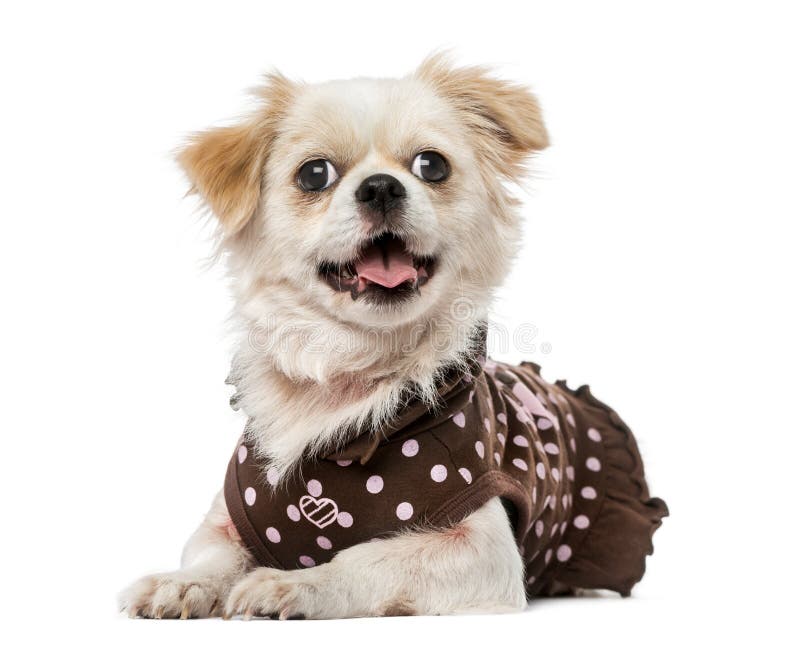 Crossbreed stock photo. Image of vertebrate, fashionable - 41997090