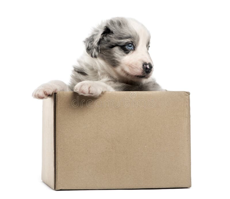 Crossbreed Puppy Getting Out of a Box Isolated on White Stock Photo ...