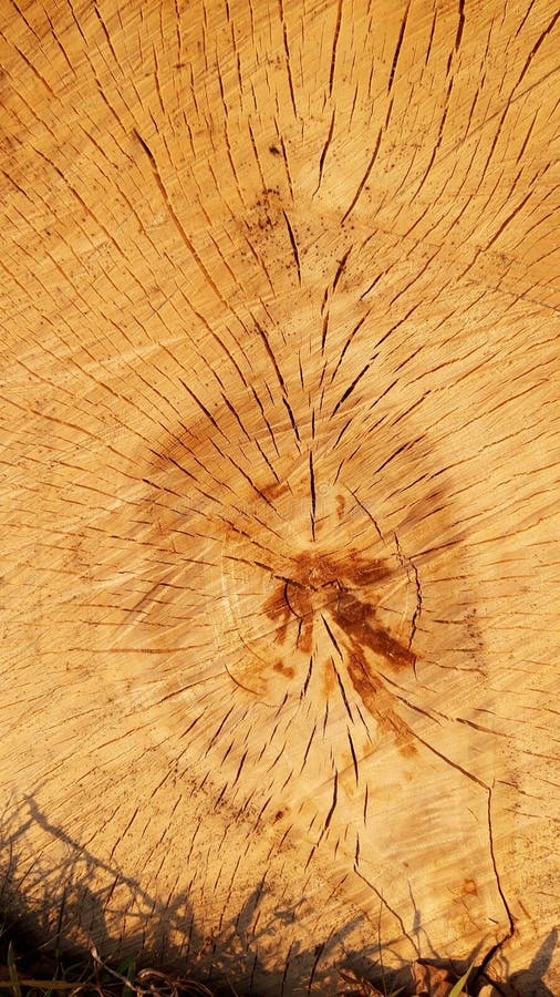 Crossection of an Birch Tree Trunk. Stock Photo - Image of ecology ...