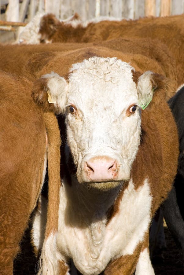 1,538 Cross Eyed Stock Photos - Free & Royalty-Free Stock Photos from ...