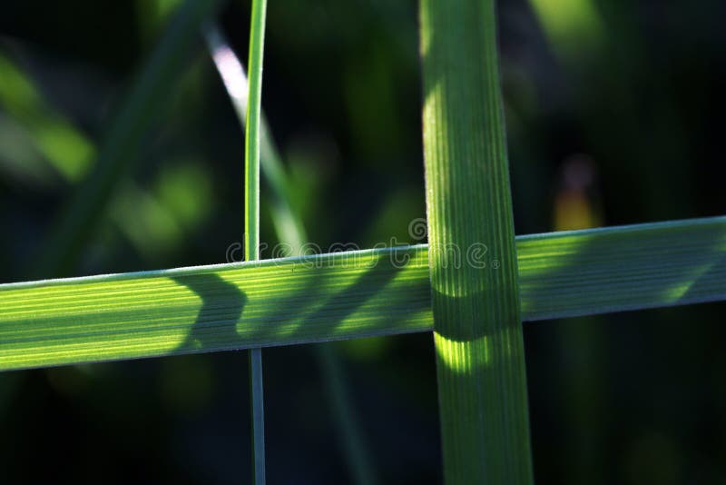 The crossed grasses stock photo. Image of barrier, eachother - 80920736