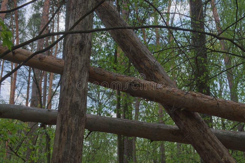 Crossed Pine Tree Trunks. Blockage of Trees in a Coniferous Forest ...