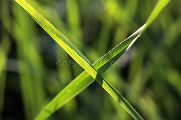 796 Crossing Letter Stock Photos - Free & Royalty-Free Stock Photos ...