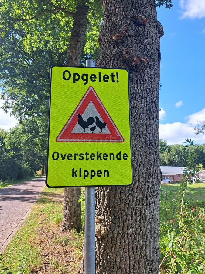 Crossing Chicken in Drenthe, Watch Out Stock Photo - Image of crossing ...