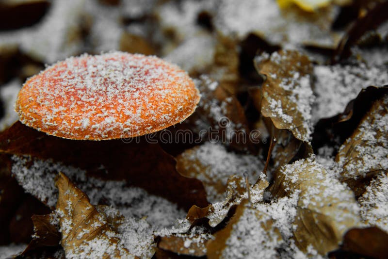 Crossing the Fall and Winter, the Fungus Under the First Snow Stock ...