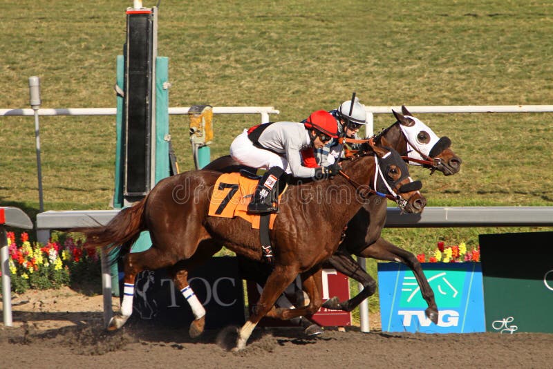 Camel stock photo. Image of chian, line, camelus, dune - 15687534