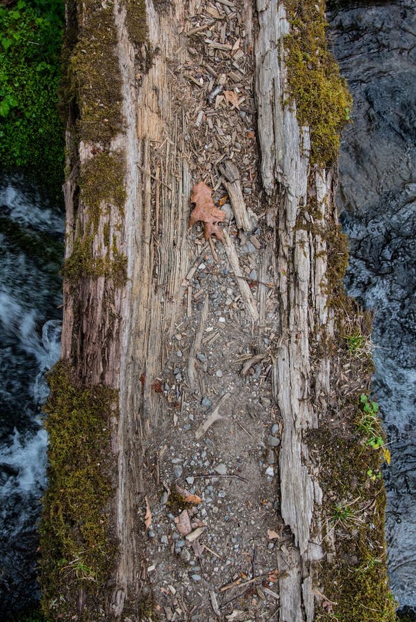 Crossing Log Bridge Over Rushing Water Stock Photo - Image of danger ...