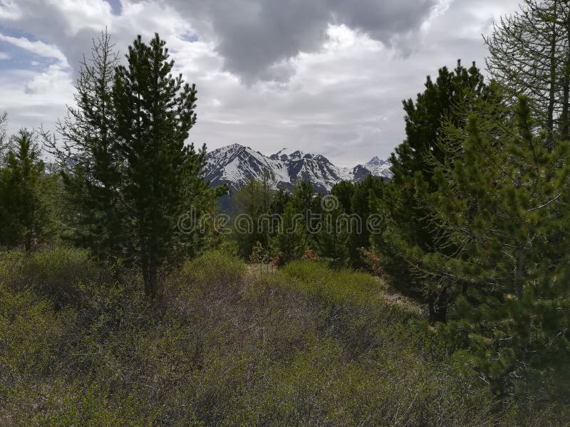 Mountain View from the Forest Stock Photo - Image of forest, view ...