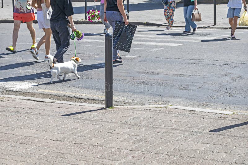 Crossing the Road at a Pedestrian Crossing with a Dog in a Crowd Stock ...