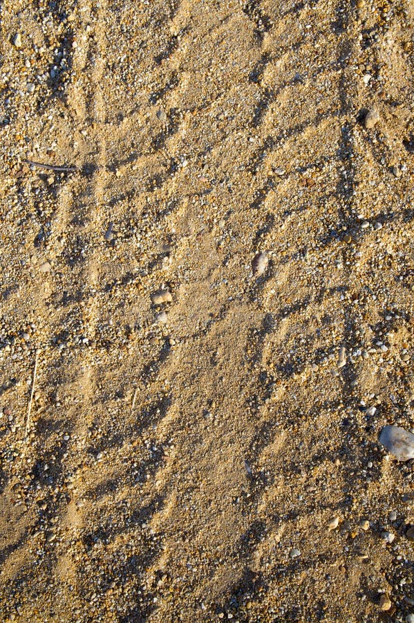 Dry Sandy Ground stock photo. Image of greenery, arid - 24828608