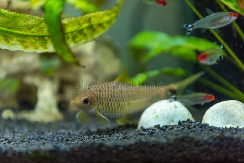 Crossocheilus Reticulatus Silver Flying Fox is a Freshwater Algae Eater ...