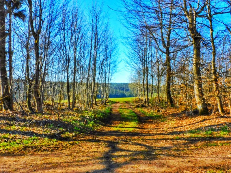 Crossroad on a forest path stock image. Image of green - 185217789