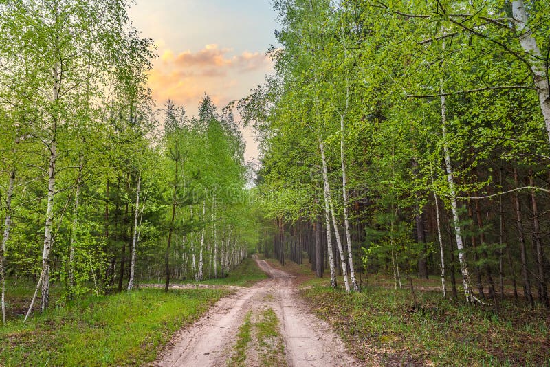 Crossroad in forest stock image. Image of trees, european - 56379653