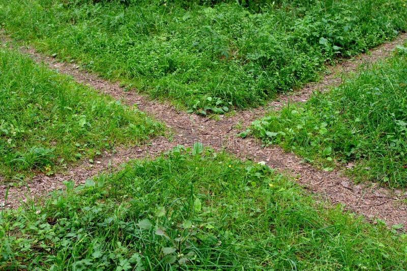 Grass Path among Tall Wildflowers Stock Photo - Image of natural ...