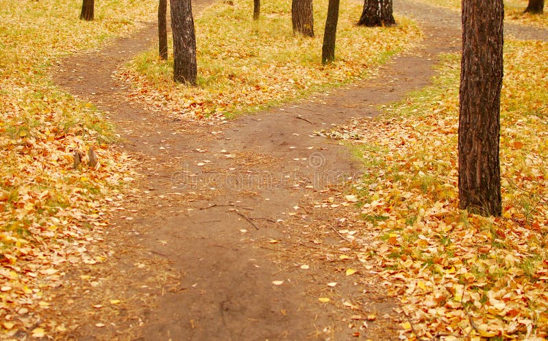 Crossroads in autumn wood. stock photo. Image of outdoor - 27017238