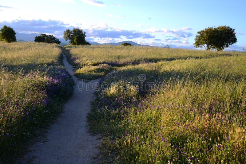 Crossroads on a dirt path stock photo. Image of autumn - 182435596