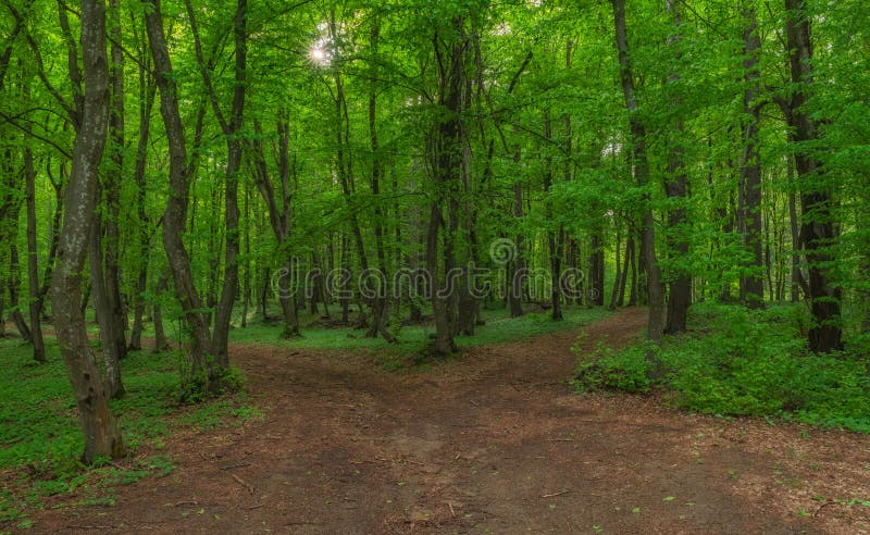 Crossroads in the forest stock photo. Image of outdoor - 150906140