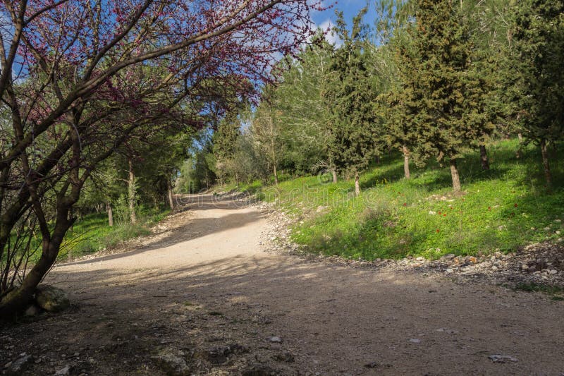 Crossroads in a Forest stock image. Image of country, german - 833959