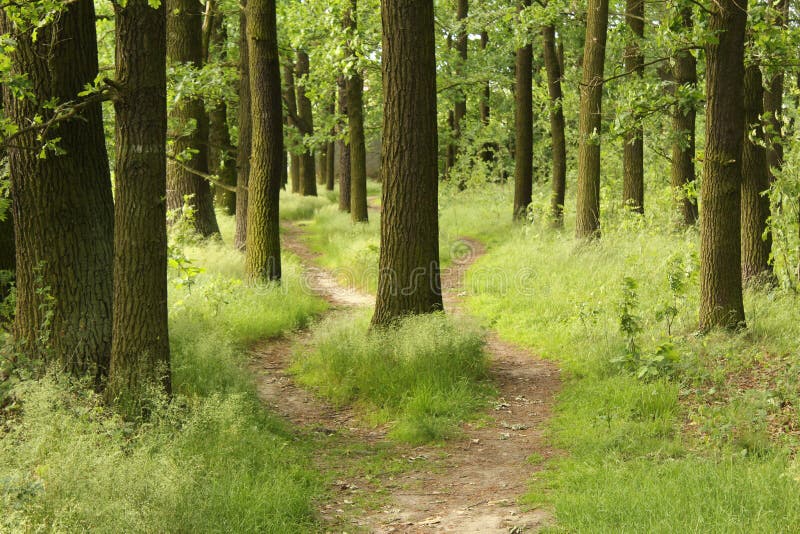 4,063 Crossroads Forest Stock Photos - Free & Royalty-Free Stock Photos ...