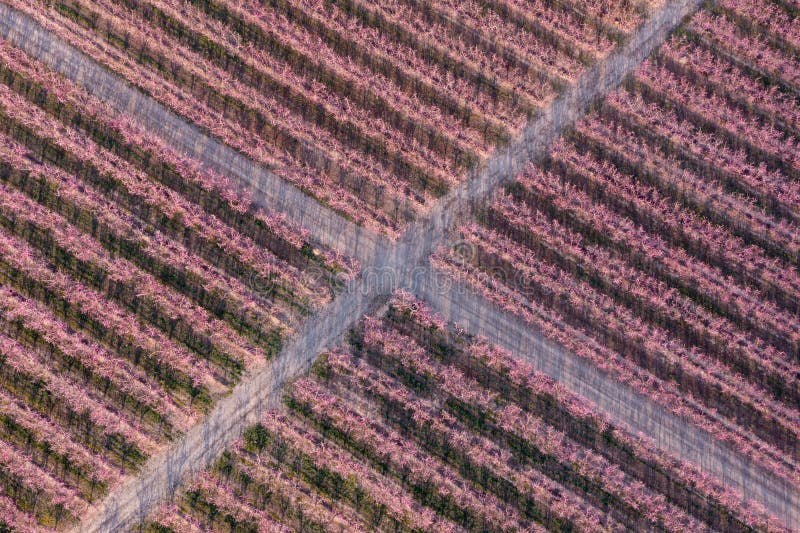 Crossroads in a Peach Field Stock Image - Image of green, rural: 279148083