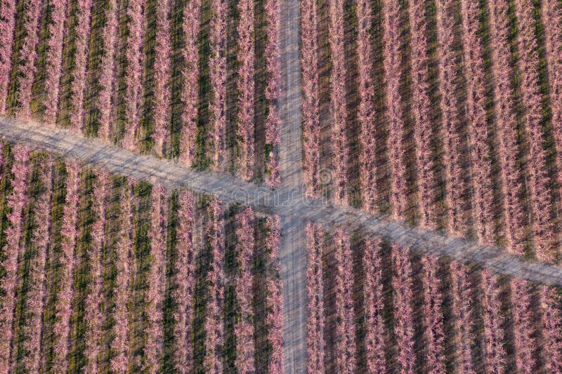 Crossroads in a Peach Field Stock Image - Image of blossom, fruit ...