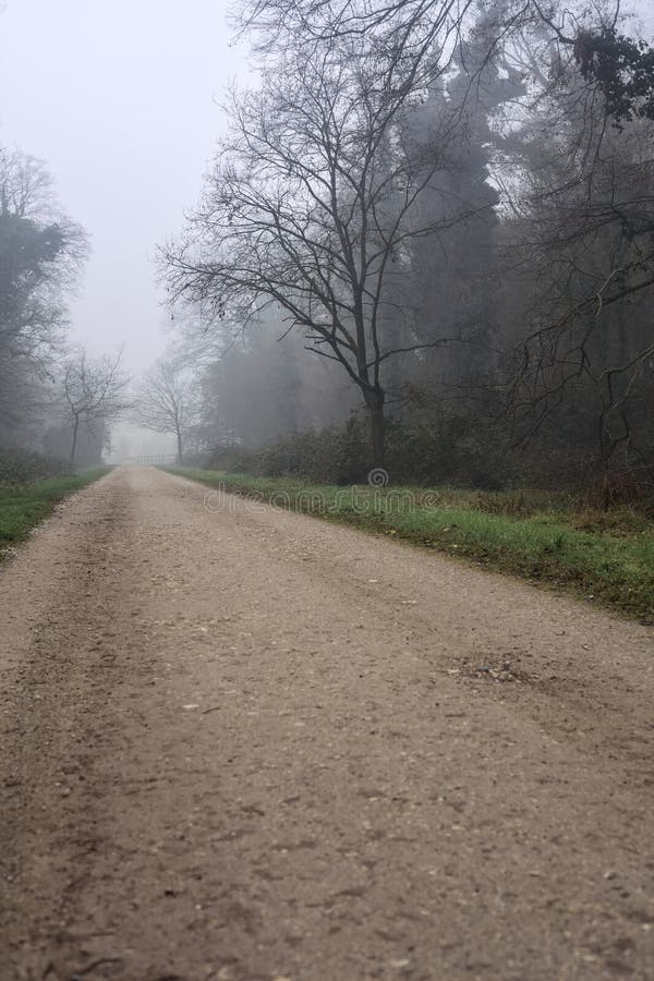 Crossroads between Two Paths Marked by a Bare Tree in a Park on a Foggy ...