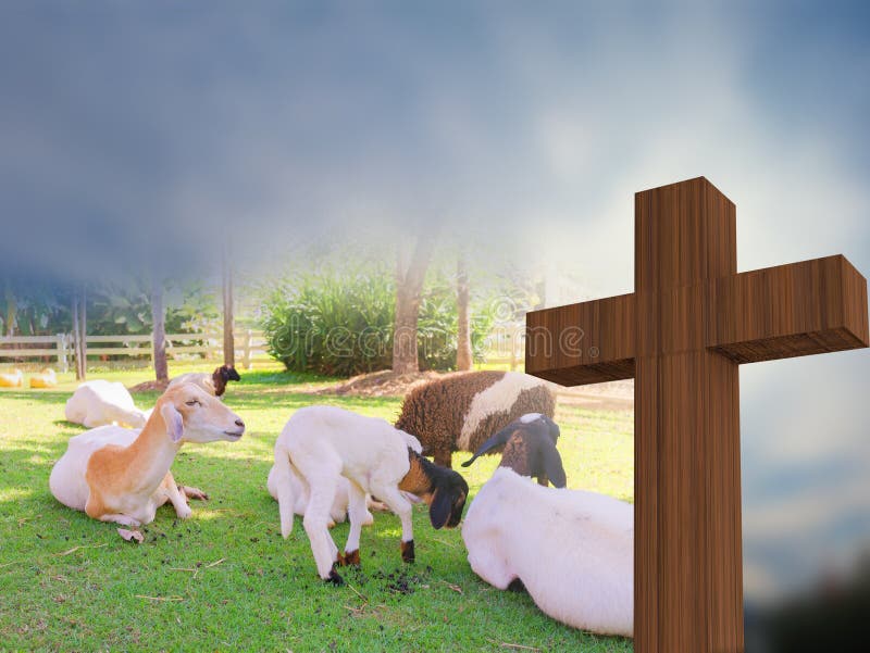 Crosss with a Group of Sheeps, Lamb of God, 3d Rendering Stock Photo ...