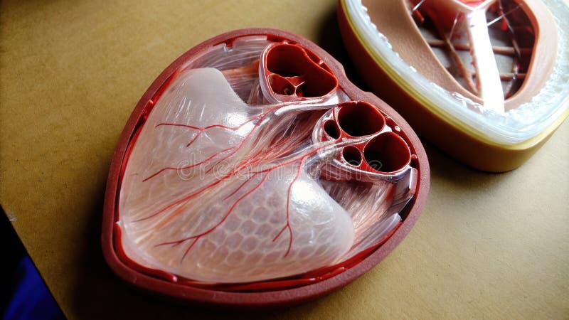 A Crosssectional View of a 3Dprinted Heart with Visible Chambers ...