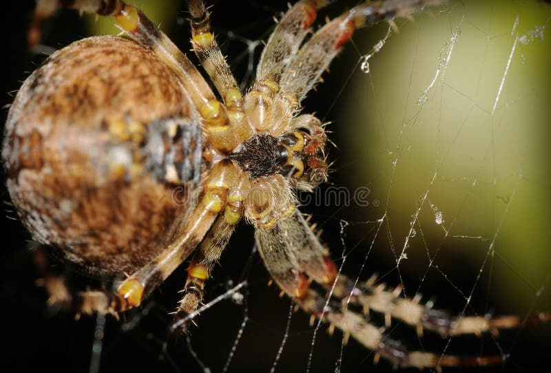 Crossspider stock photo. Image of america, crowned, spider - 70203446