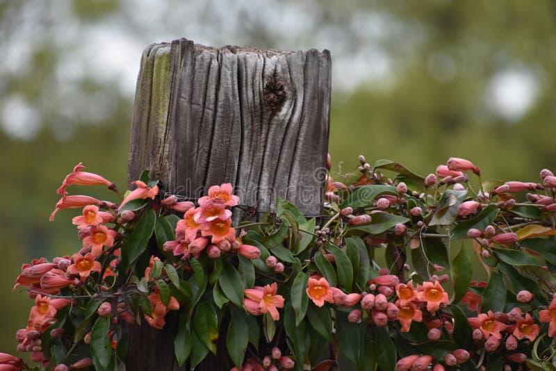 Crossvine on a East Texas Fence Stock Image - Image of east, stilllife ...