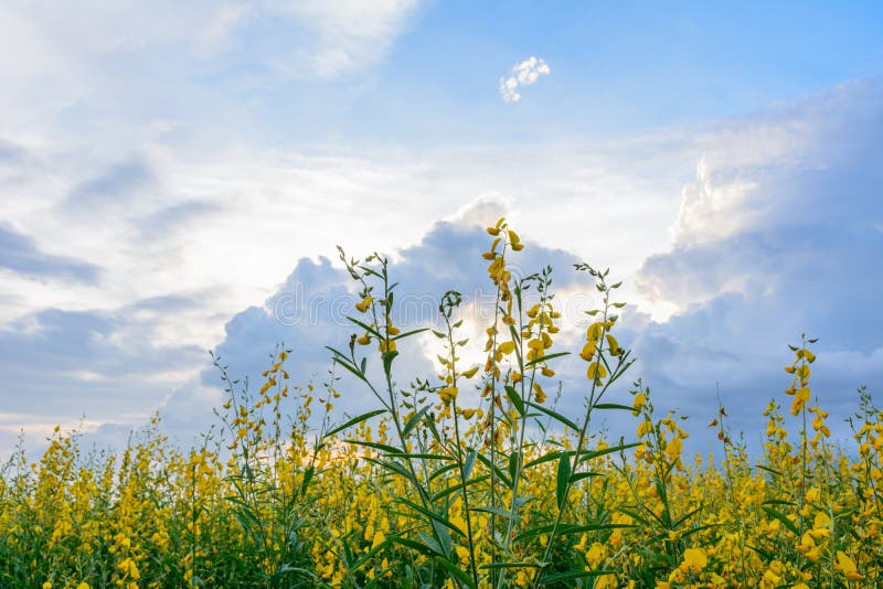 Crotalaria Beautiful Flower Guard at Sunset Stock Image - Image of ...