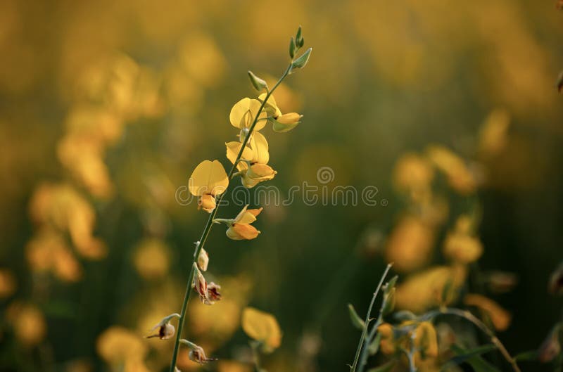 Crotalaria flower stock photo. Image of field, farming - 73154276