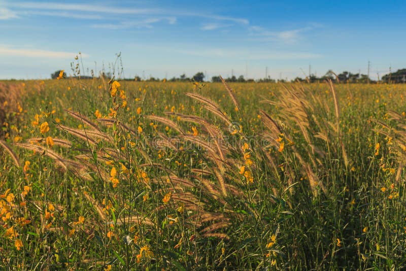 Crotalaria flower fields stock photo. Image of golden - 83417450