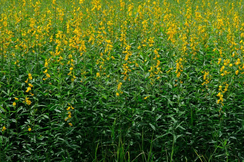 Crotalaria juncea stock photo. Image of outdoor, plant - 29201500