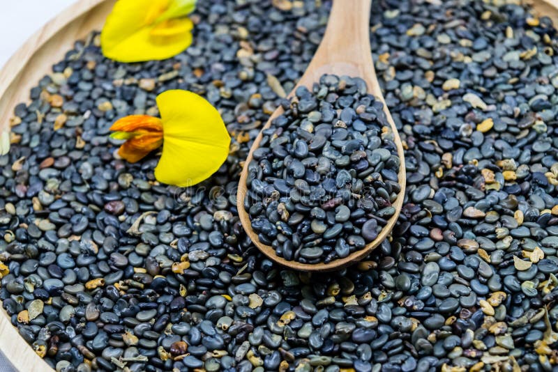 The Sunn Hemp or Crotalaria Juncea in Field Stock Photo - Image of blue ...