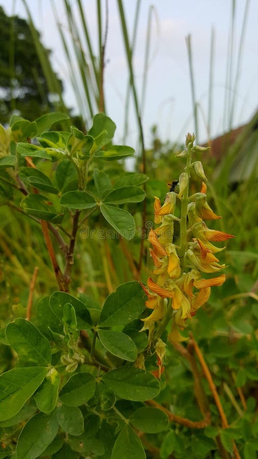 Crotalaria Longirostrata is a Type of Leguminous Plant that Grows in ...