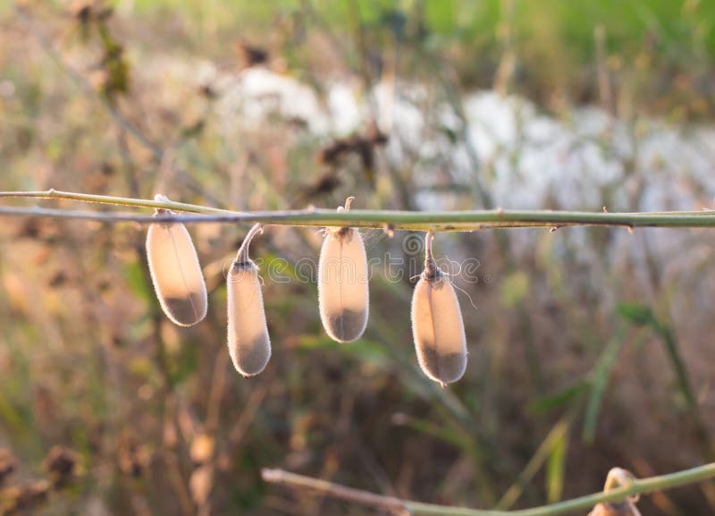 Crotalaria seed stock photo. Image of fresh, natural - 82801562