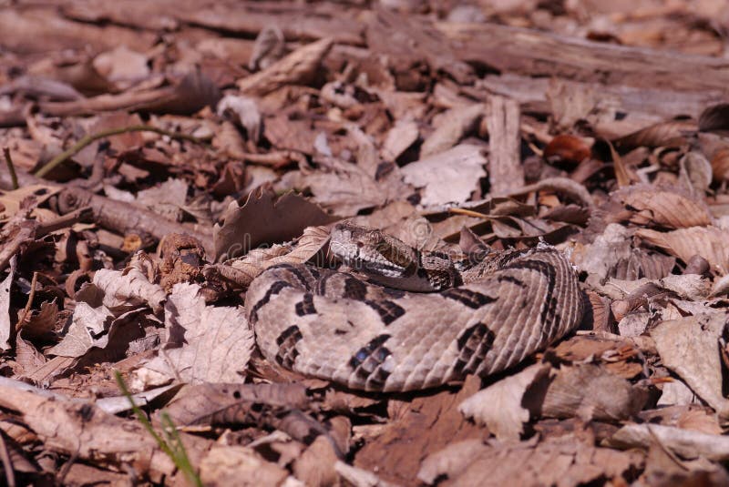 Coiled Timber Rattlesnake stock photo. Image of rattle - 39143592